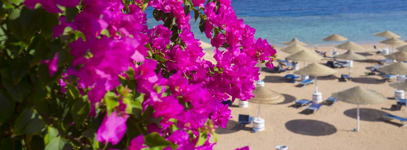 FLOWER PICKING IN NORTH CYPRUS | In North Cyprus