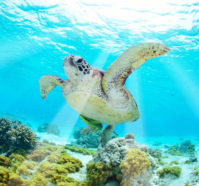 Turtles in North Cyprus